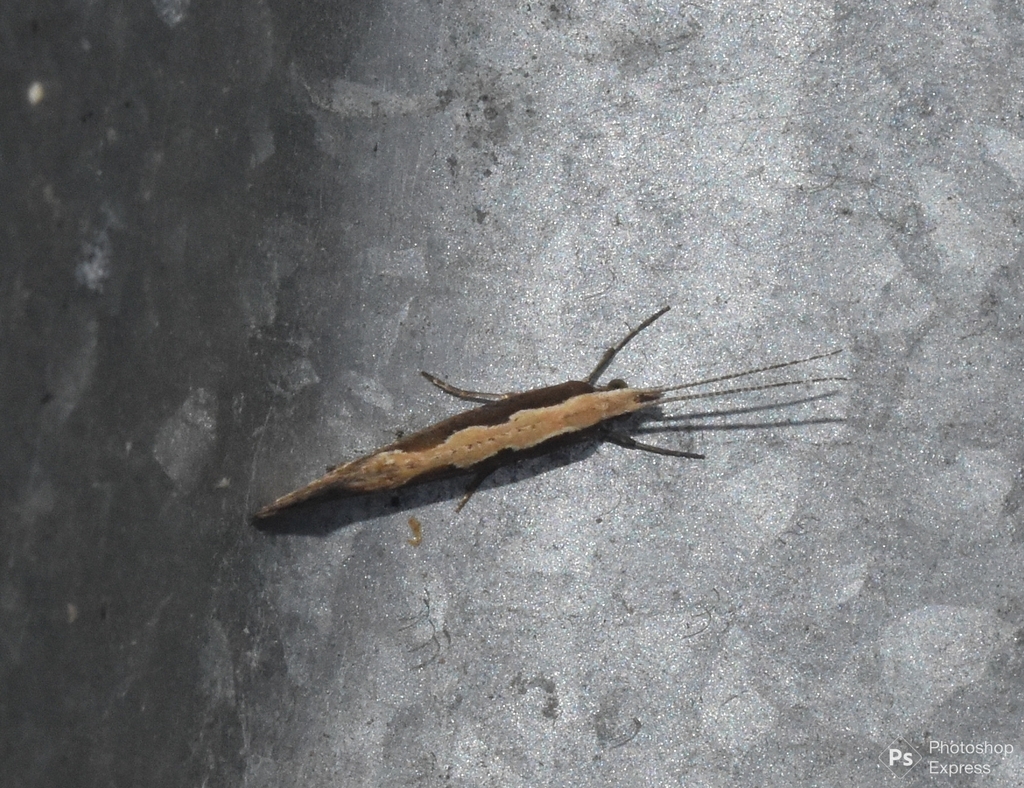Diamondback Moth from Assam 788727, India on March 16, 2024 at 01:14 AM ...