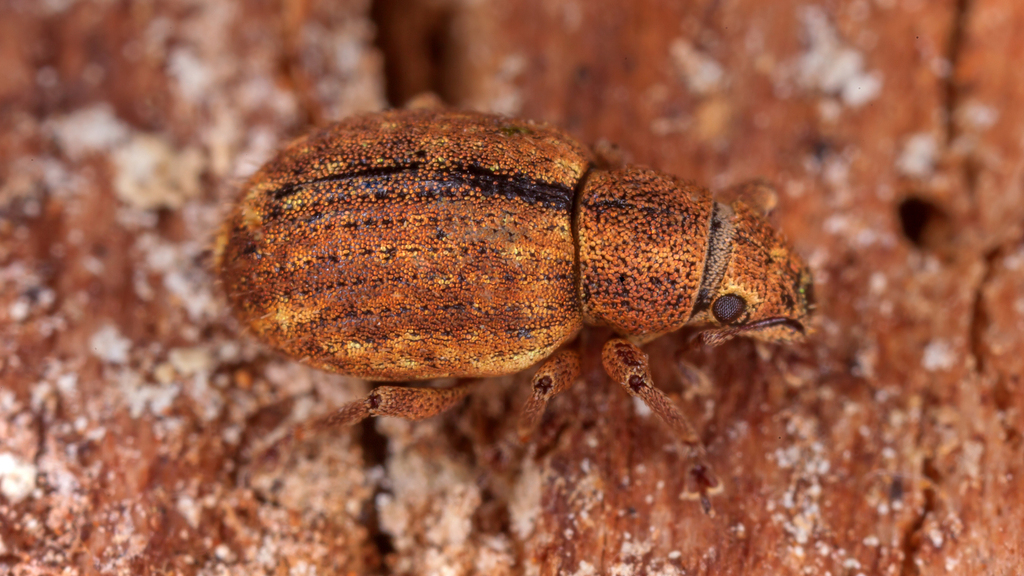 Nut Leaf Weevil from 94369 Rain, Deutschland on March 29, 2024 at 09:45 ...