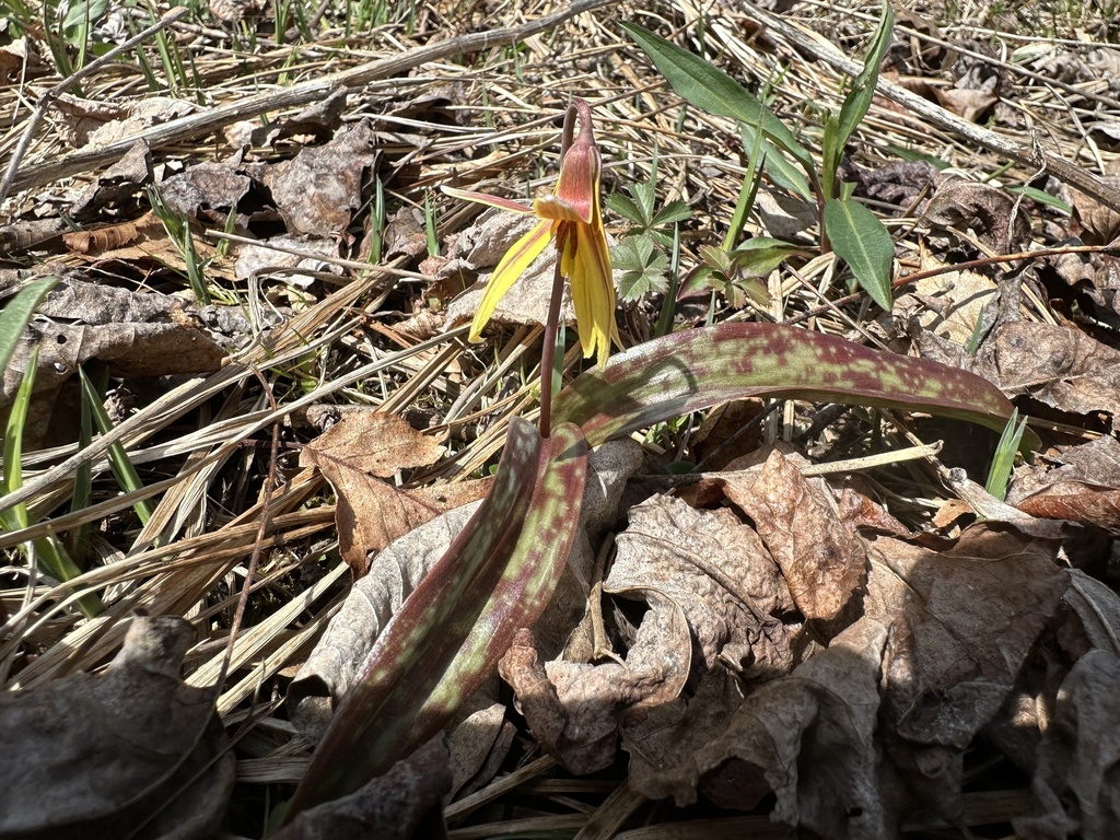 fawn lilies from Three Top Rd, Todd, NC, US on March 30, 2024 at 02:06 ...