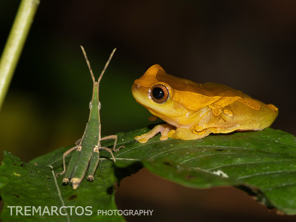 Clown Tree Frog from Manu Wildlife Center on January 8, 2022 at 11:09 ...