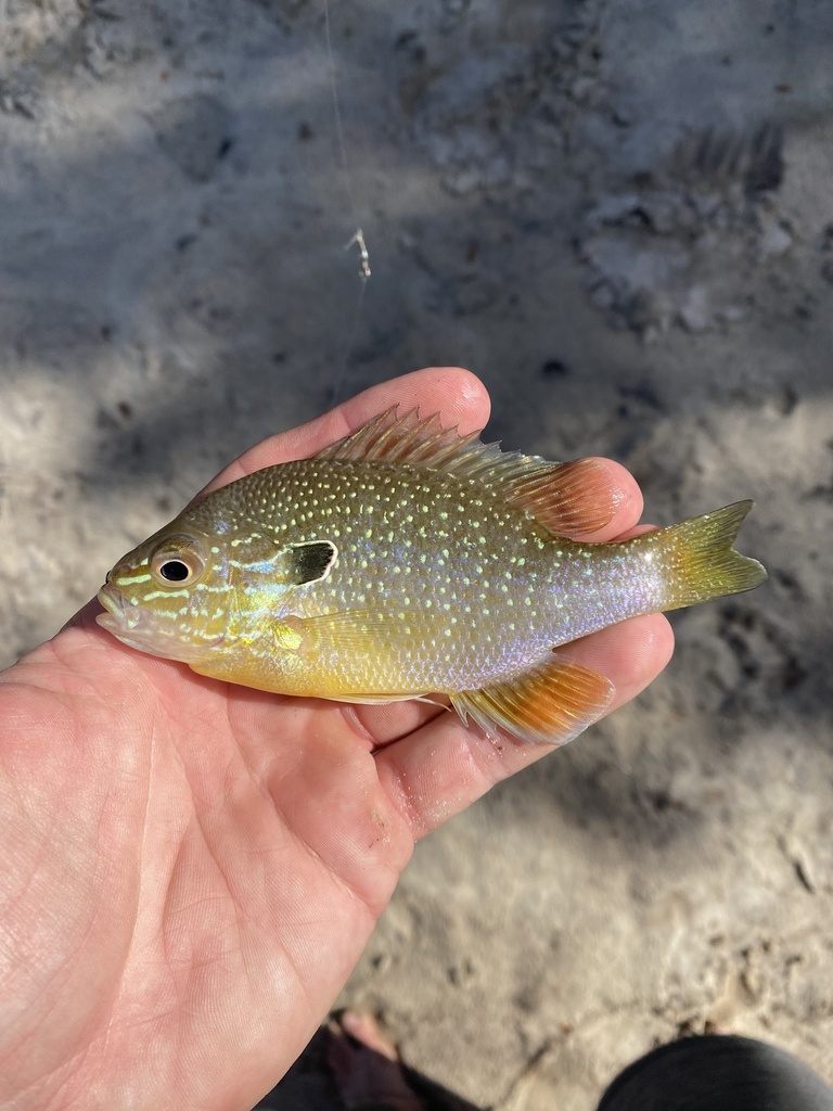 Swampland Longear Sunfish from Holt, FL, US on March 30, 2024 at 09:40 ...