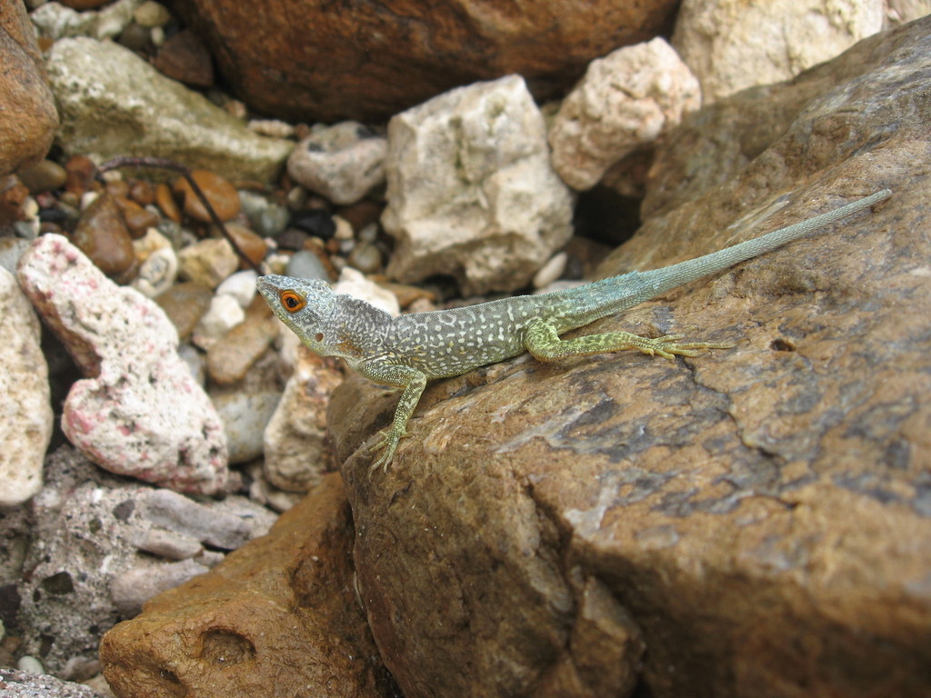 La Desirade Anole from Desirade on September 13, 2012 by Simon ...