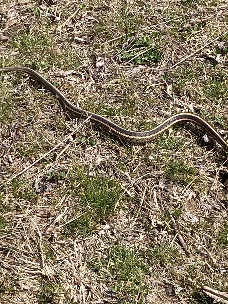 Red-sided Garter Snake from Denton, NE, US on March 30, 2024 at 12:14 ...