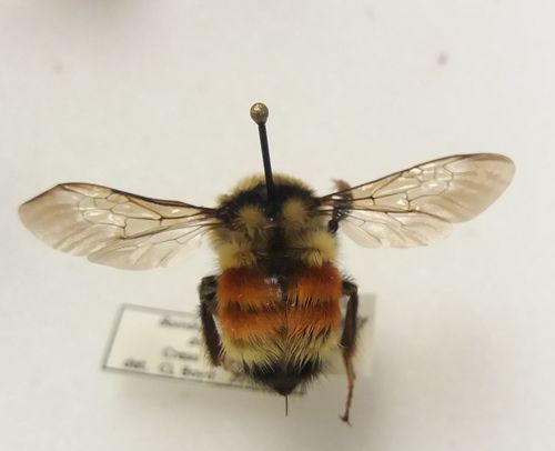 Two-form Bumble Bee (Bumble bees of Bandelier National Monument ...
