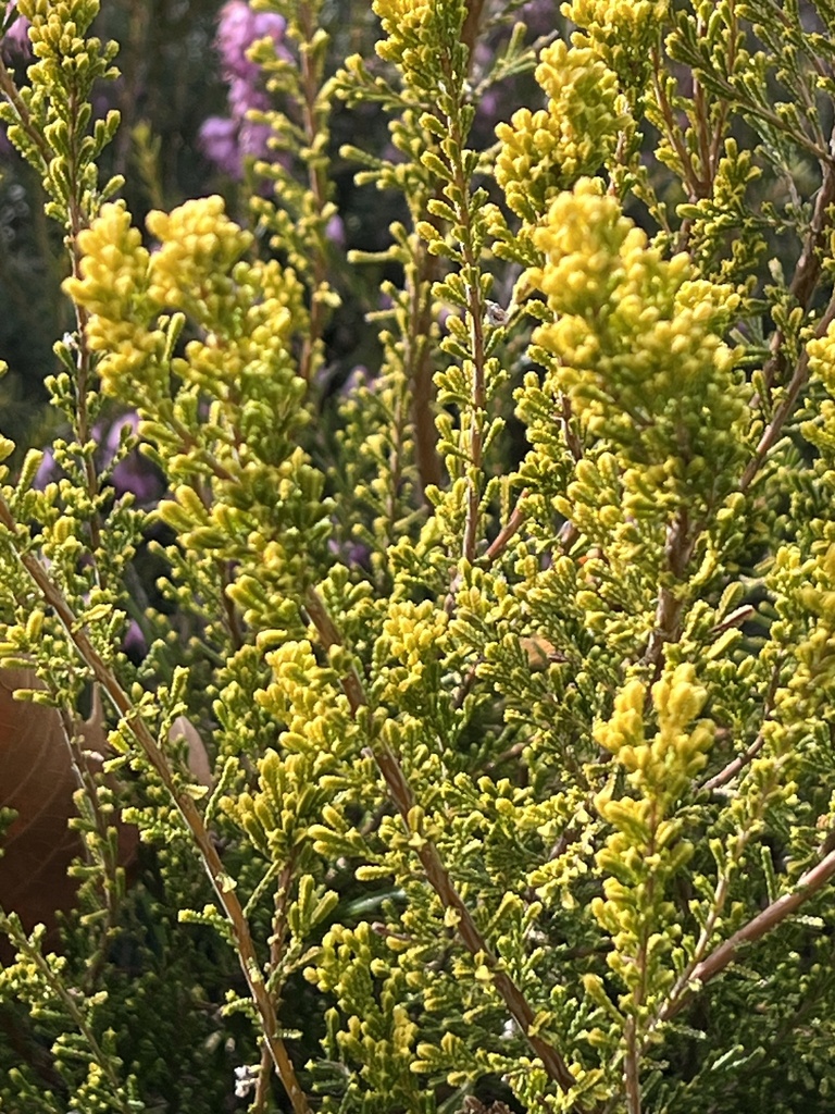 common heather from Fort Tryon Park, New York, NY, US on March 30, 2024 ...