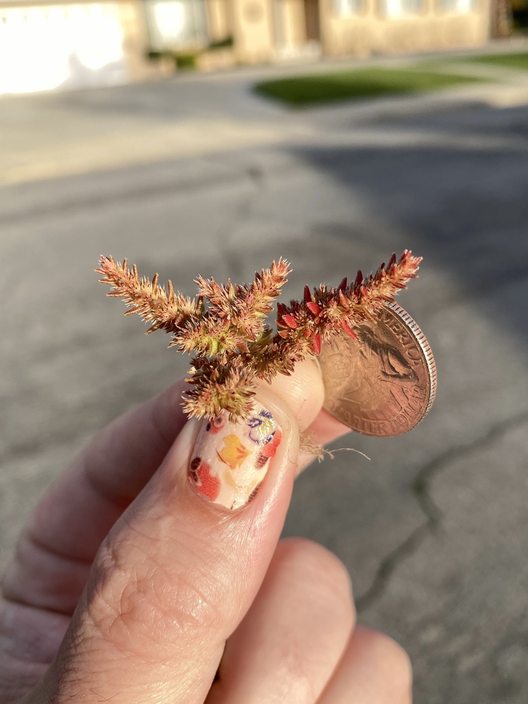 Crassula colligata lamprosperma from Emerson Pl, Claremont, CA, US on ...