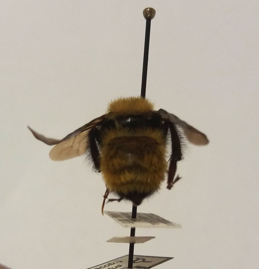 Golden Northern Bumble Bee (Bumble bees of Bandelier National Monument ...