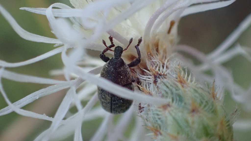 Blunt Knapweed Flower Weevil from Thompson-Nicola, BC, Canada on August ...
