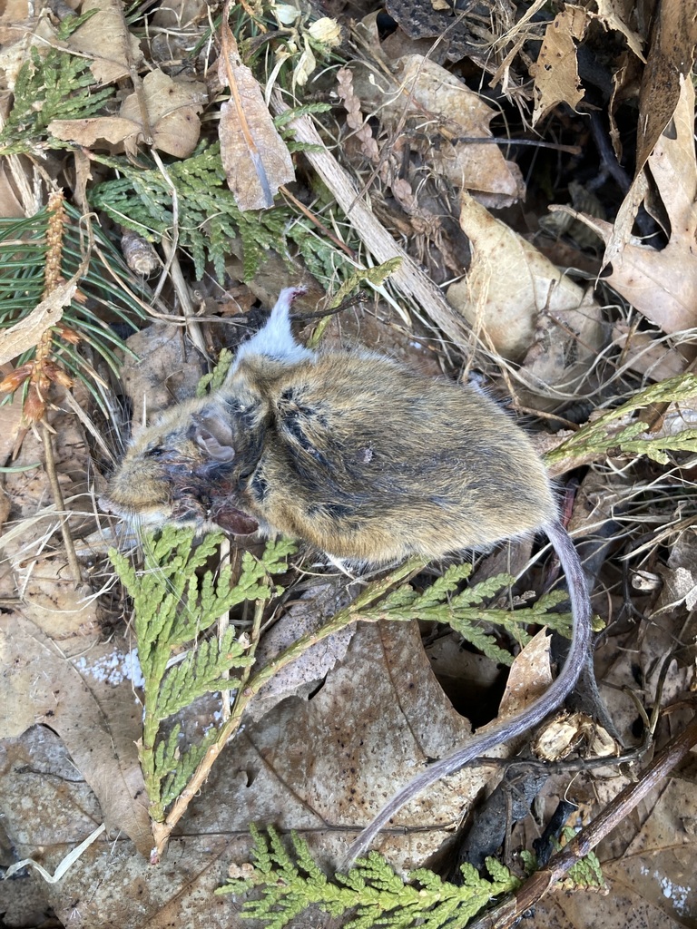 Deer Mouse from Orillia, ON, Canada on March 30, 2024 at 09:28 AM by ...