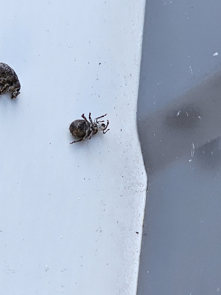 Crusted root weevil from Arlee, MT 59821, USA on March 30, 2024 at 03: ...