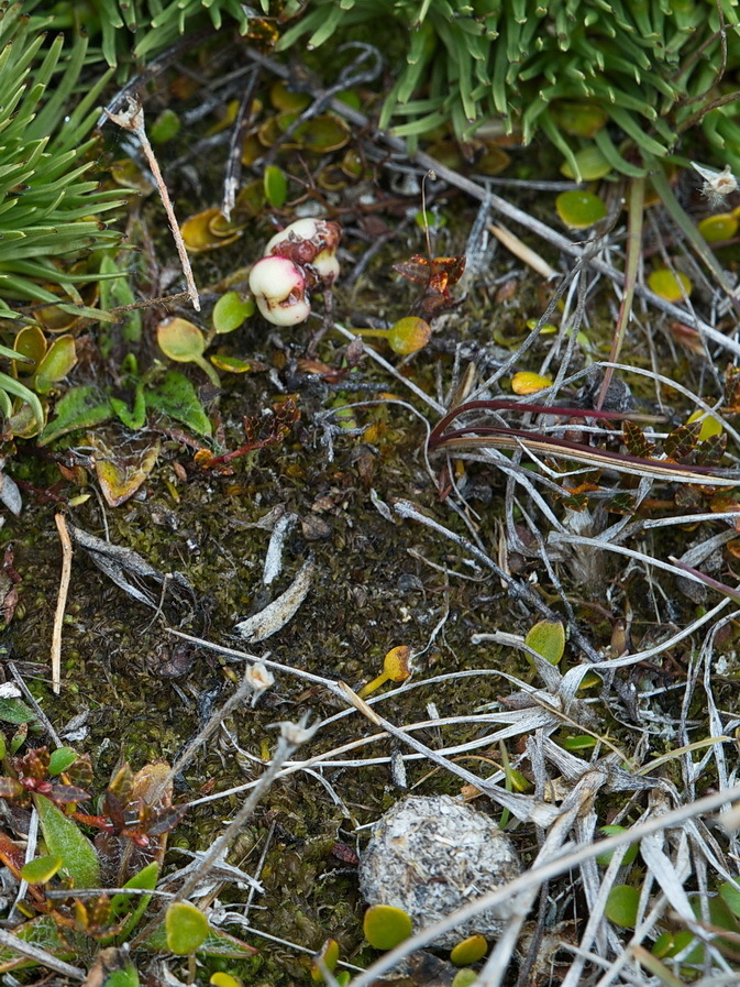 Azorella cockaynei from Serpentine Scenic Reserve, Otago,, New Zealand ...