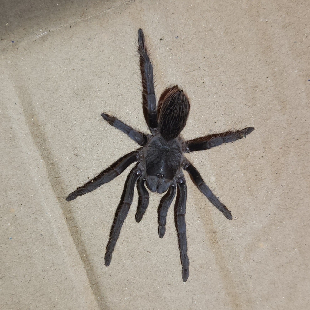 Theraphosini from Chepigana, Provincia de Darién, Panamá on February 7 ...