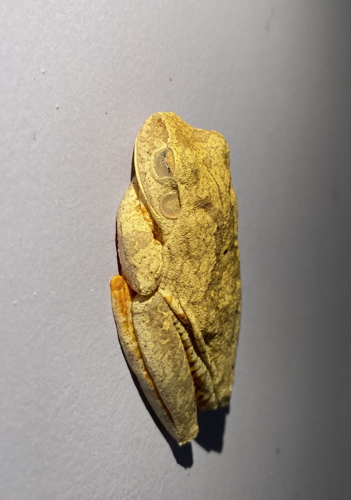 Emerald-eyed Tree Frog from Rua Doutor Cunha Lima, Areia, PB, BR on ...