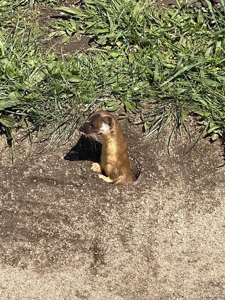 Long-tailed Weasel from Point Reyes National Seashore, Inverness, CA ...
