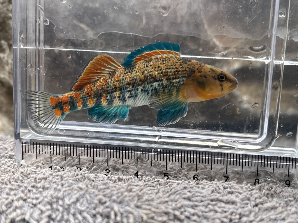 Plateau Darter from E Lake Fayetteville Rd, Fayetteville, AR, US on ...