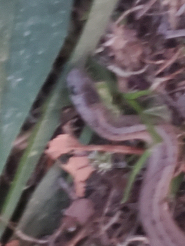 DeKay's Brownsnake from New Bern, NC, USA on March 30, 2024 at 07:41 PM ...