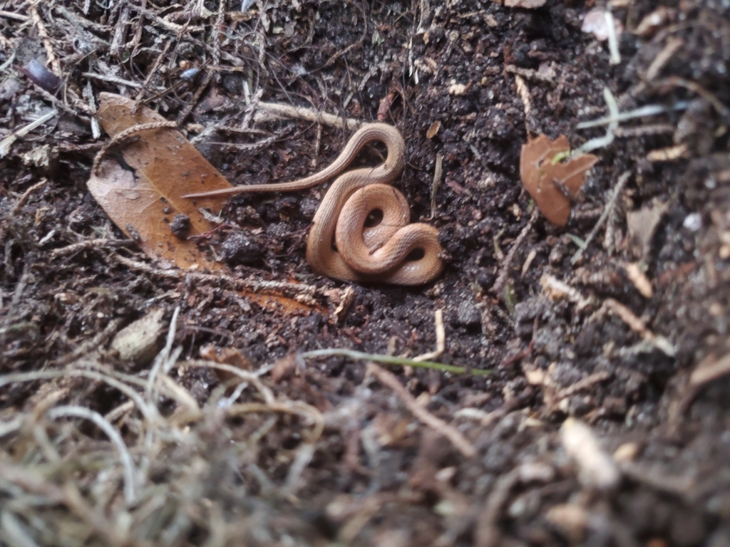 DeKay's Brownsnake from New Bern, NC, USA on March 30, 2024 at 07:25 PM ...