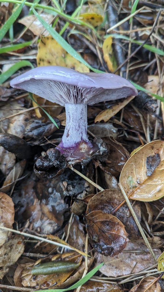 Blewit from Ramona, CA 92065, USA on March 30, 2024 at 04:16 PM by ...