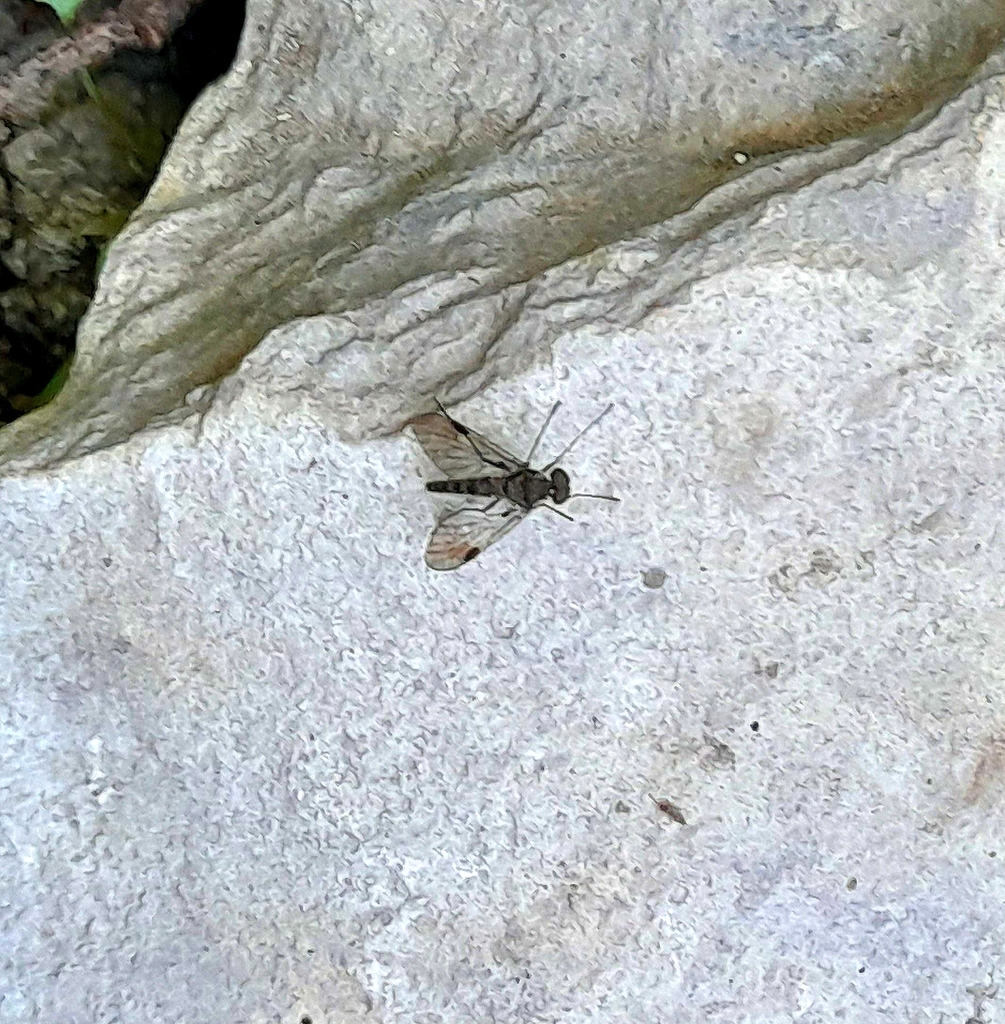 Winged and Once-winged Insects from Fuentes del Valle, San Pedro Garza ...
