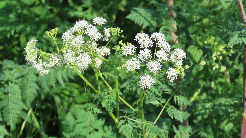 poison hemlock from Austin, TX, USA on March 5, 2024 at 09:50 AM by ...