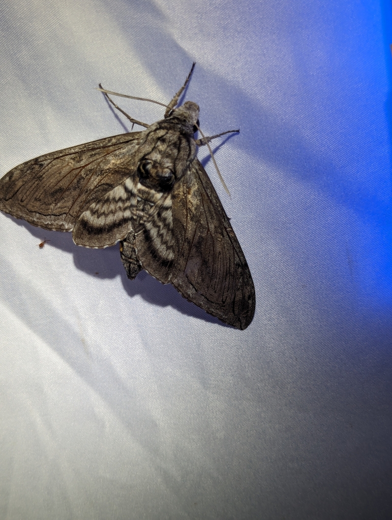 Five-spotted Hawk Moth from The Colony, TX 75056, USA on March 30, 2024 ...