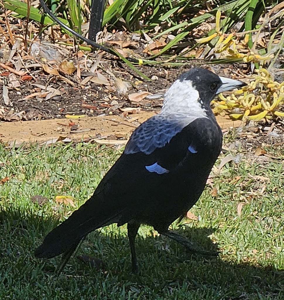 Australian Magpie from Warrnambool VIC 3280, Australia on March 31 ...