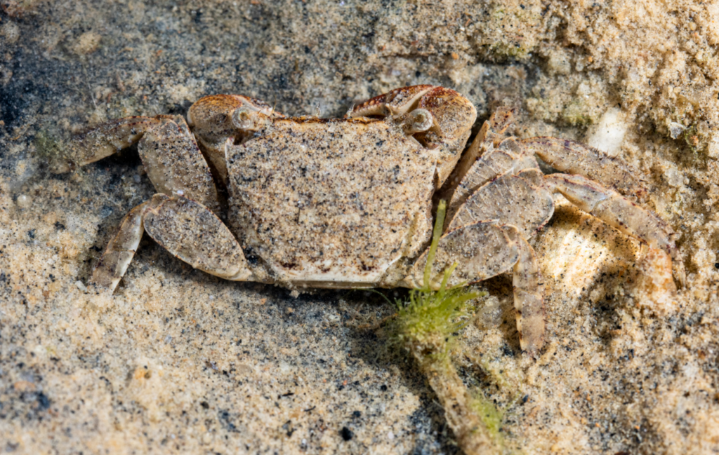 Parasesarma exquisitum from 中国广西壮族自治区北海市合浦县 on February 1, 2024 at 10: ...