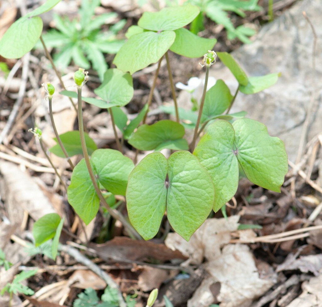 twinleaf in March 2024 by johnbotany · iNaturalist