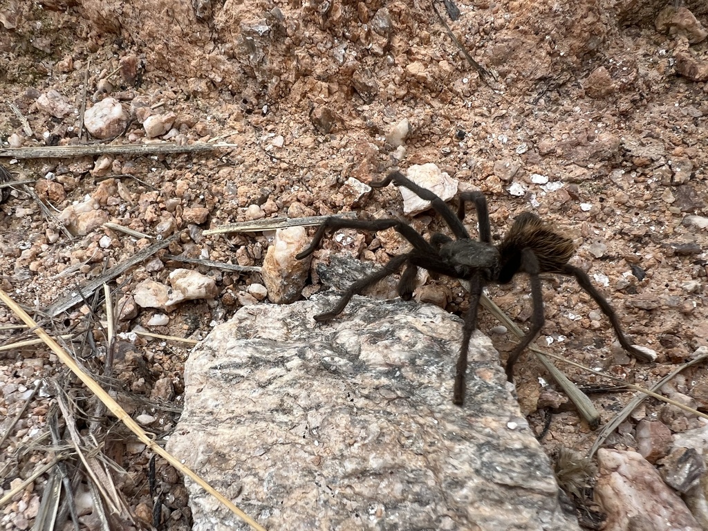 Tucson Bronze Tarantula from Coronado National Forest, Mount Lemmon, AZ ...