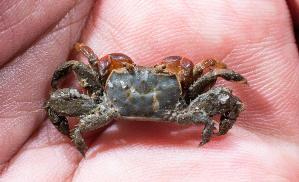 Red Silt Crab from 中国广西壮族自治区北海市合浦县 on February 01, 2024 at 11:03 AM by ...