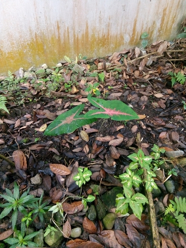 Caladium picturatum · iNaturalist