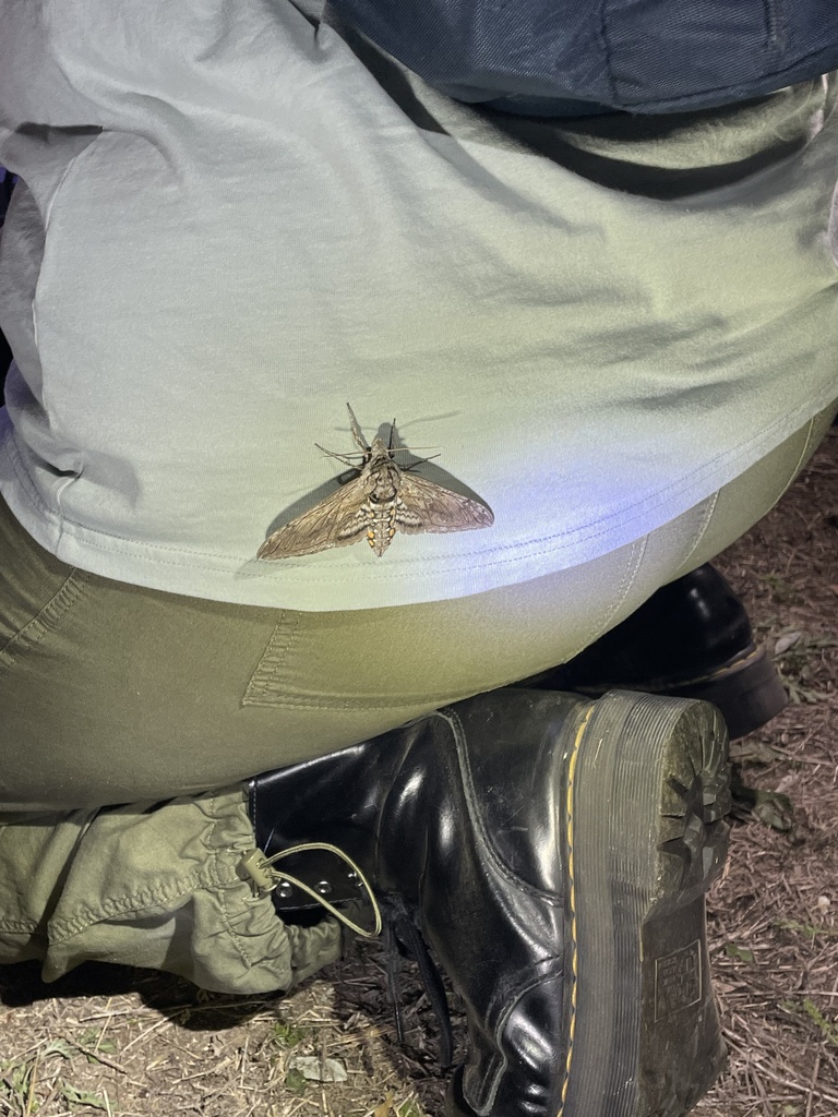 Five-spotted Hawk Moth from Lewisville, TX, US on March 30, 2024 at 08: ...