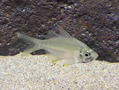 Ambassis octava · iNaturalist