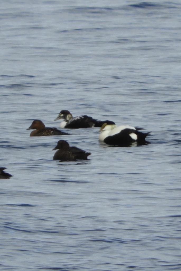 Common Eider from Parker River National Wildlife Refuge, Newbury, MA ...