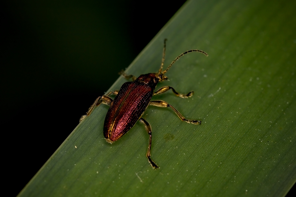 Zircon Reed Beetle from 986 01 Fiľakovo, Slovensko on June 2, 2021 at ...