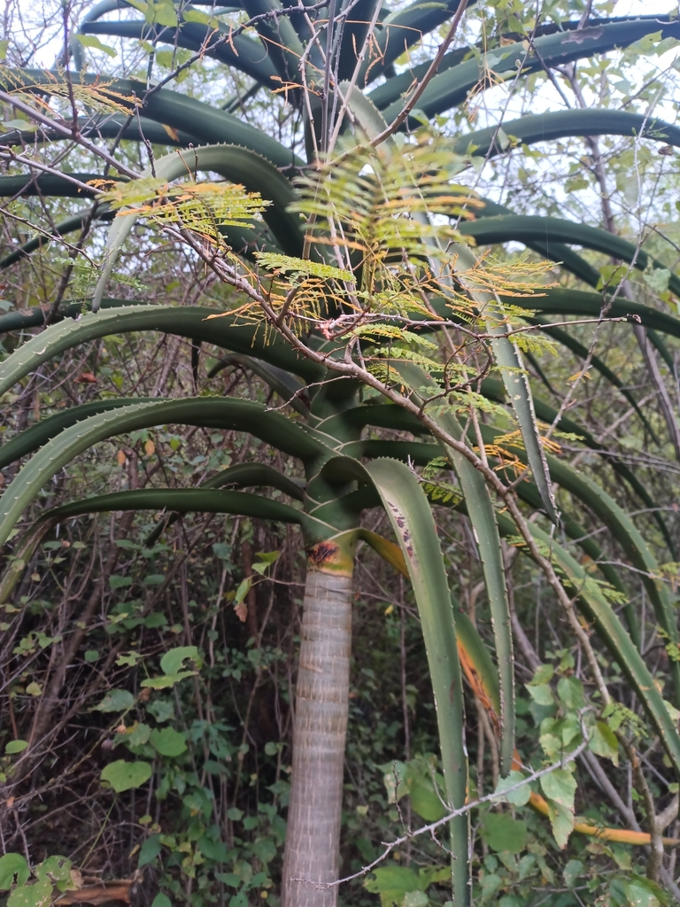 Eastern Tree Aloe from Umvoti Local Municipality, South Africa on March ...