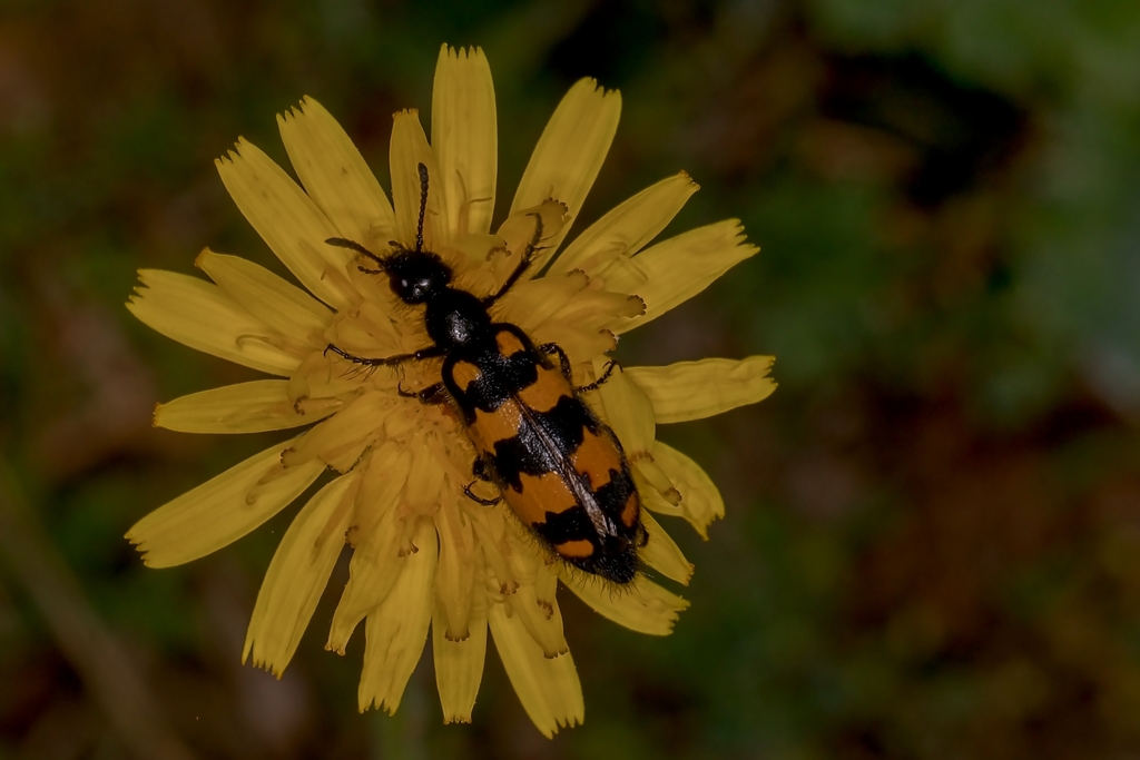Hycleus polymorphus from 969 81 Štiavnické Bane, Slovensko on August 21 ...
