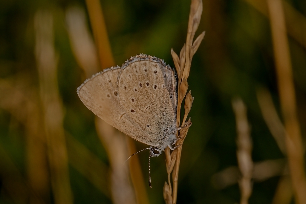 Scarce Large Blue in August 2021 by Jan Zavřel · iNaturalist