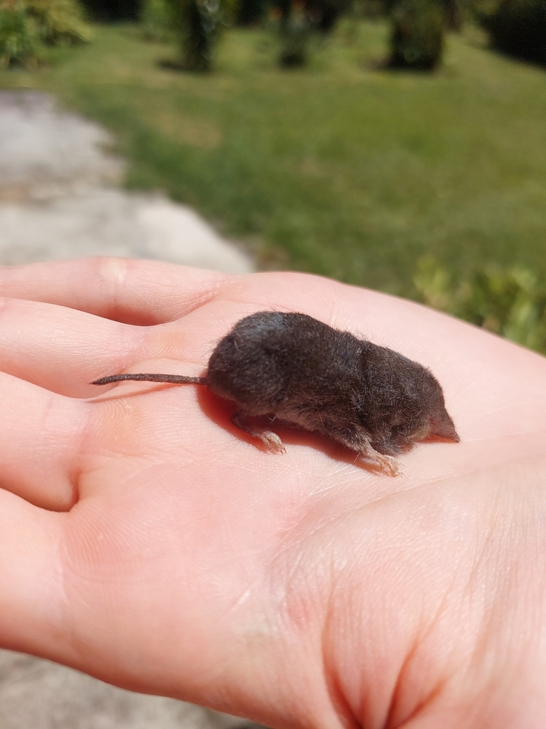Blackish Small-eared Shrew from 2WW7+WVW, Heredia, Montecito, Costa ...