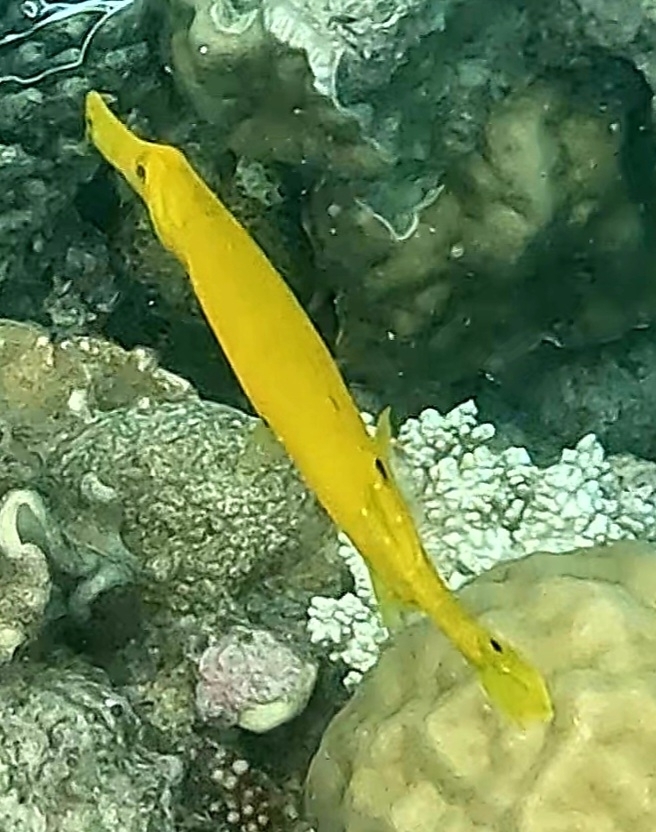 Pacific Trumpetfish from Douglas, QLD, Australia on March 31, 2024 at ...