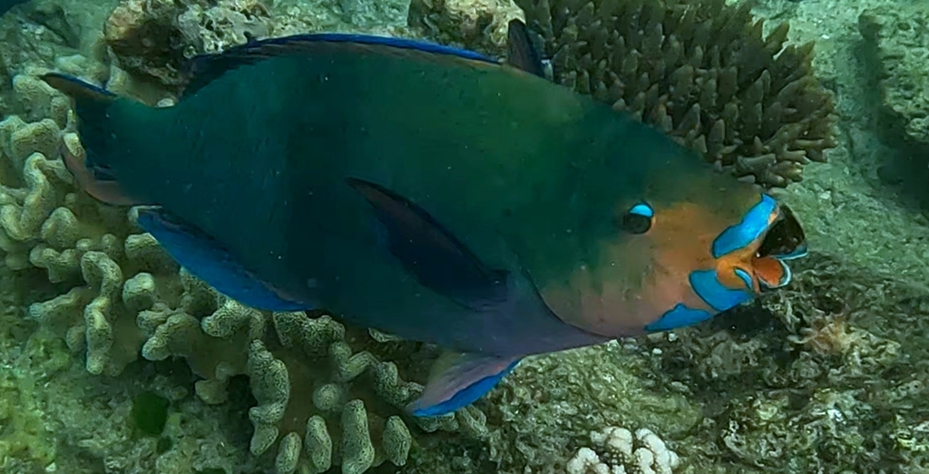 Mini-fin Parrotfish from Douglas, QLD, Australia on March 31, 2024 at ...