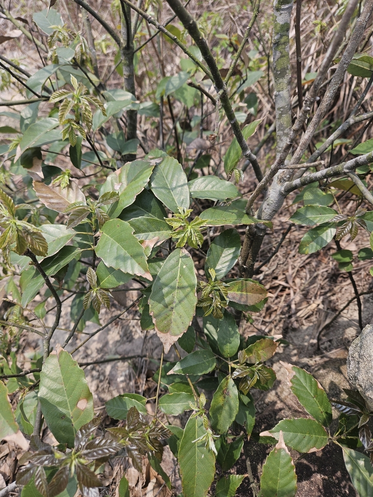 ring-cupped oak in March 2024 by Chiu Yuhang · iNaturalist
