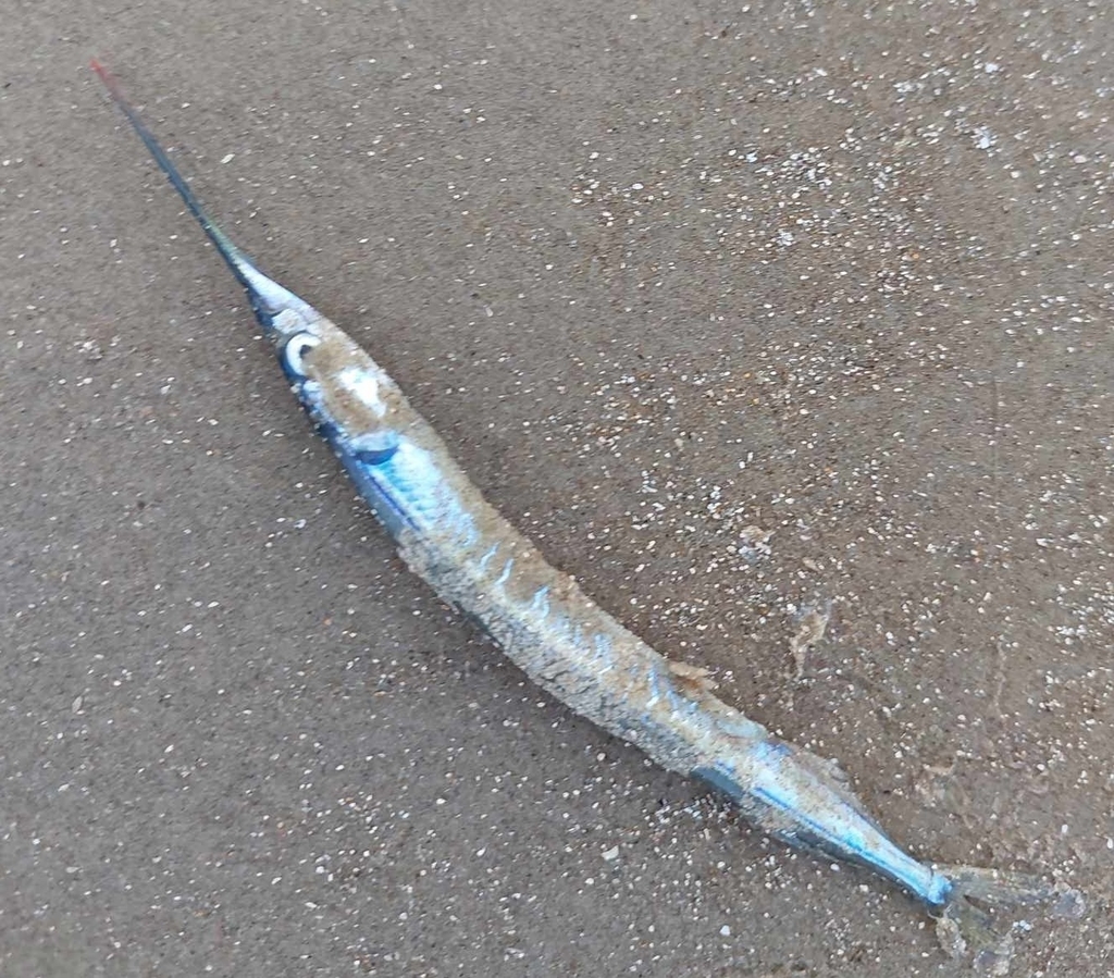 Southern Garfish from Sorell, TAS, Australia on March 31, 2024 at 04:37 ...