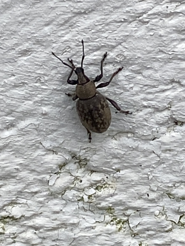 Otiorhynchus from Am Gassl, Mistelbach, Niederösterreich, AT on March ...