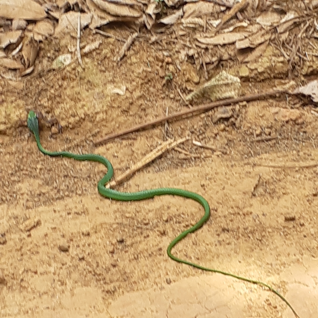 Emerald Snake from Meyomessala, Cameroun on March 30, 2024 at 01:26 PM ...