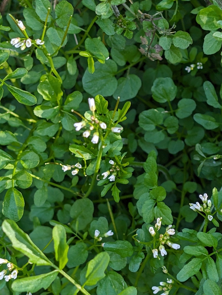 Bittercresses and Toothworts from Skelmersdale, UK on March 31, 2024 at ...