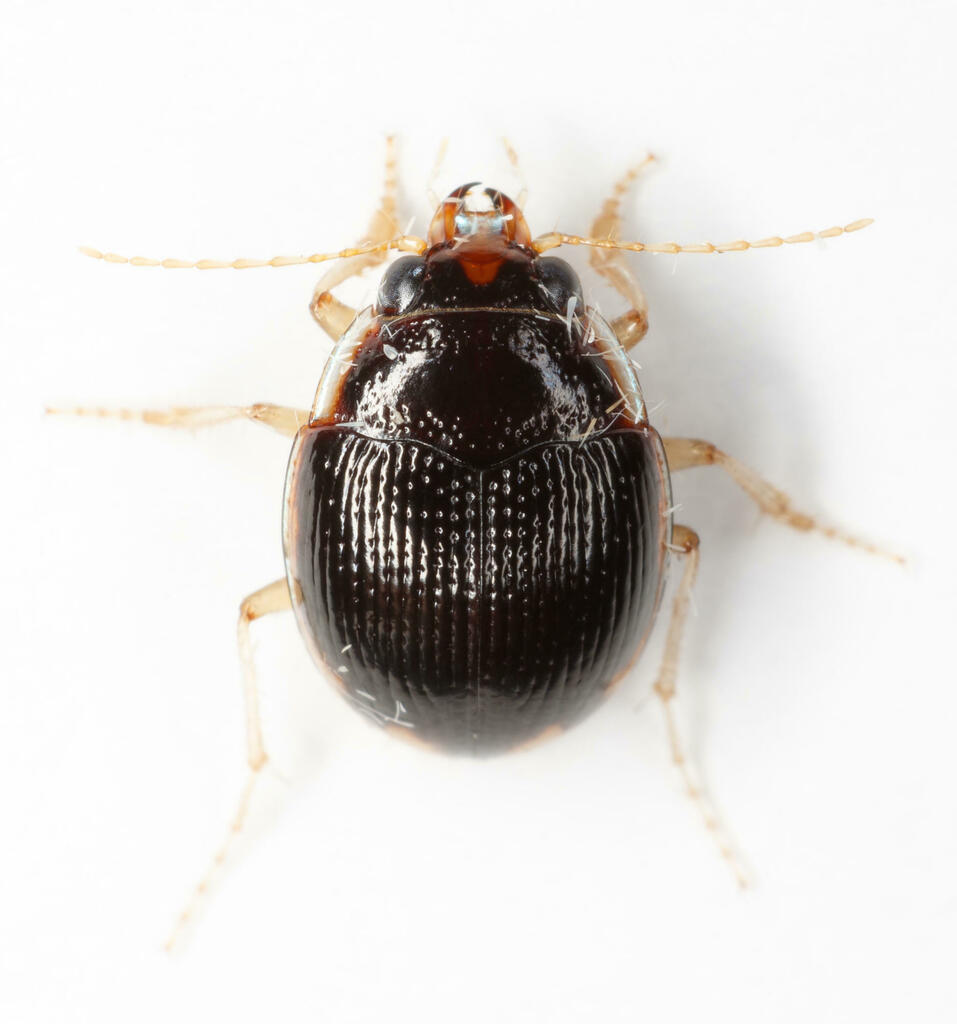Large-lipped Round Sand Beetle in March 2024 by Chris Rorabaugh ...
