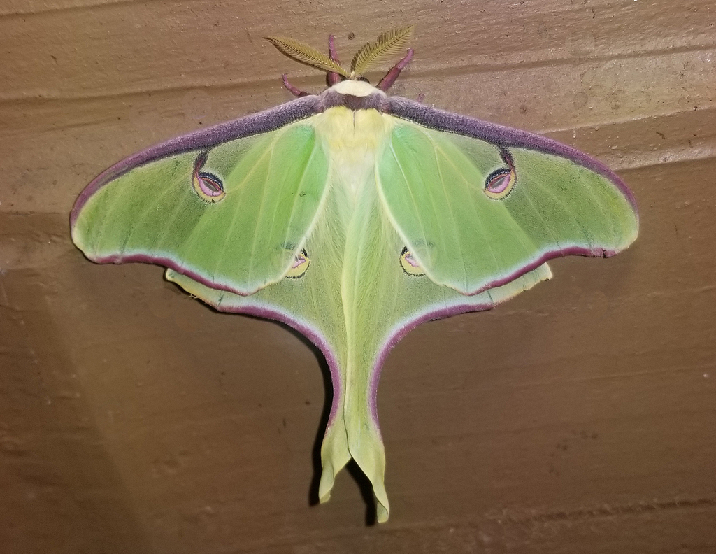 North American Luna Moth from Fentress County, TN, USA on March 30 ...