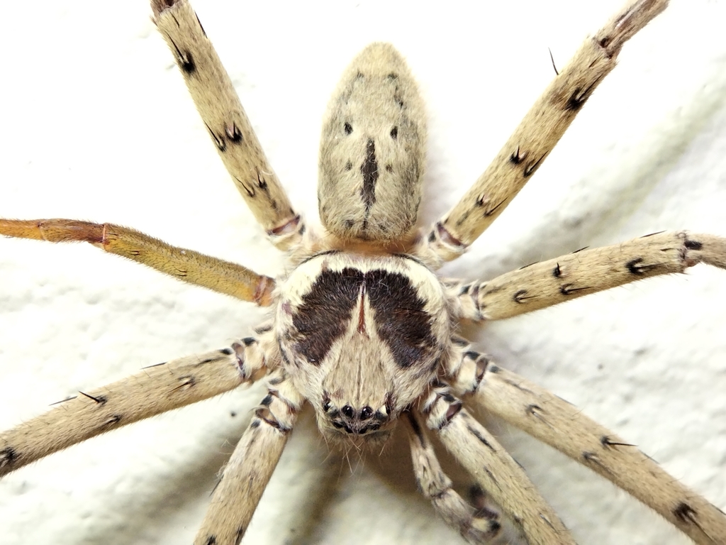 Pantropical Huntsman Spider from Ban Paen Subdistrict, Mueang Lamphun ...