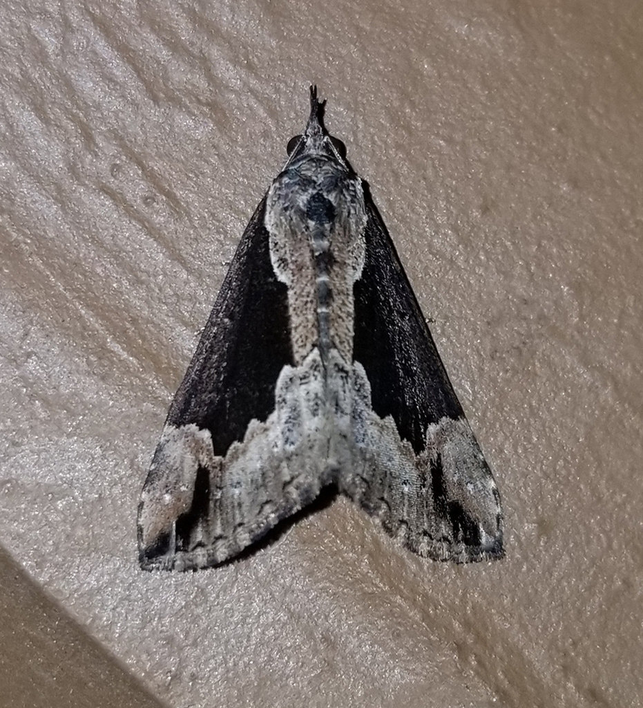 Baltimore Snout from Fentress County, TN, USA on March 31, 2024 at 07: ...